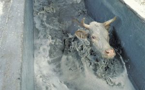 How and when to dip, deworm and vaccinate your cattle
