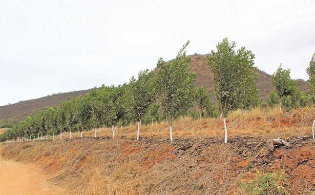 Optimal macadamia production requires an investment in soil