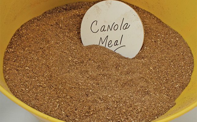 Canola: a growing force in South Africa’s agricultural landscape