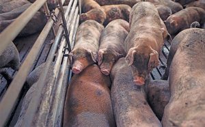 The business of pig farming: practical steps for success