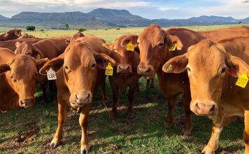 Financial management of a farm: the basics of budgeting