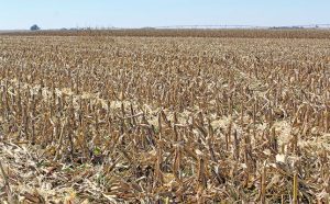Best practices for grain farmers