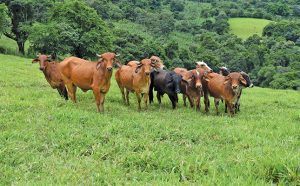 The effective monitoring of body temperature in cattle