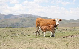 The effective monitoring of body temperature in cattle