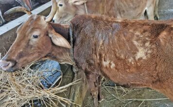 The effective monitoring of body temperature in cattle