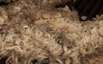 Better prices, good weather see wool farmers breathe sigh of relief
