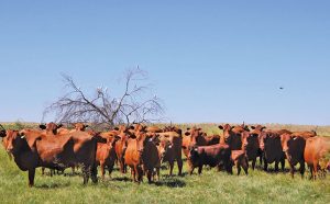 Senepol: a genetically unique beef powerhouse