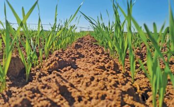 Soil preparation for wheat and other cereals