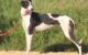 Money-spinning auction confirms high stakes in Greyhound breeding