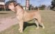 The Boerboel: a proudly South African dog breed