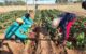 Tompi Seleka agri college: training farmers and supporting communities
