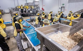 Trends that have shaped South Africa’s macadamia industry in 2025