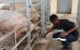 Tompi Seleka agri college: training farmers and supporting communities
