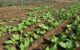 Tompi Seleka agri college: training farmers and supporting communities