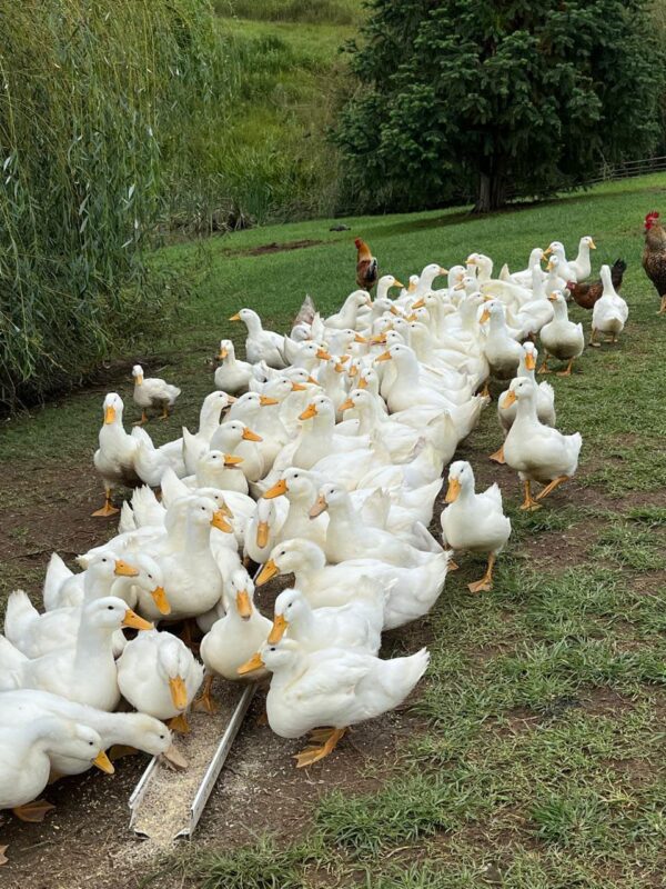Fast-growing free-range Pekin ducks offer niche market opportunities