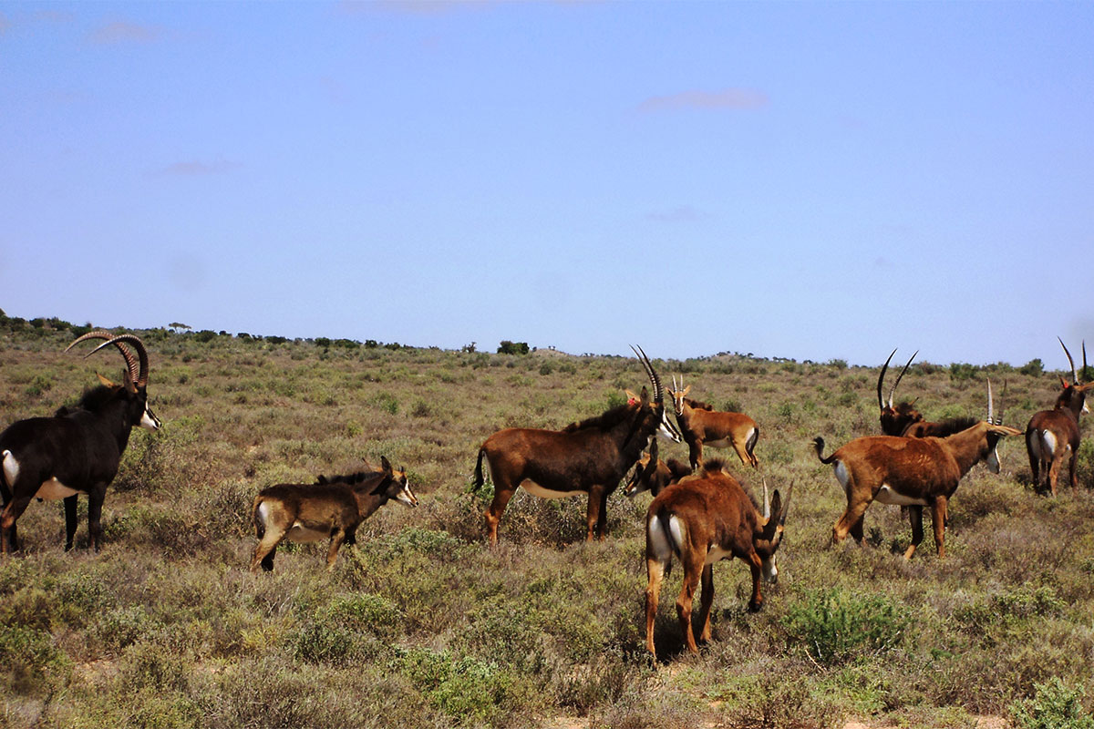 Wildlife management and science: Focusing on the basics-part 2