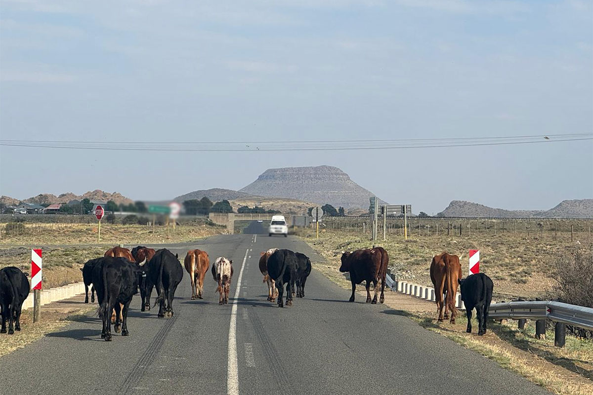 South Africa on track for bumper harvest in 2025