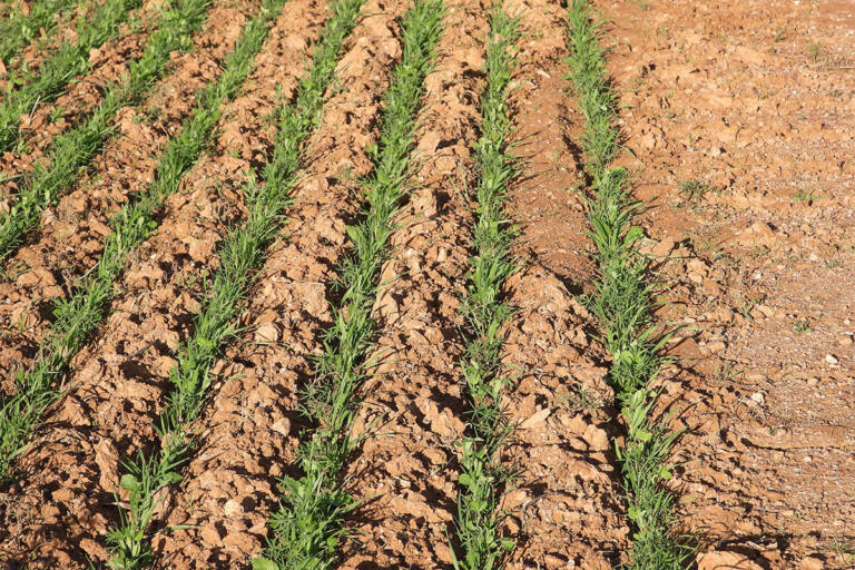 Eight mistakes to avoid when planting winter crops