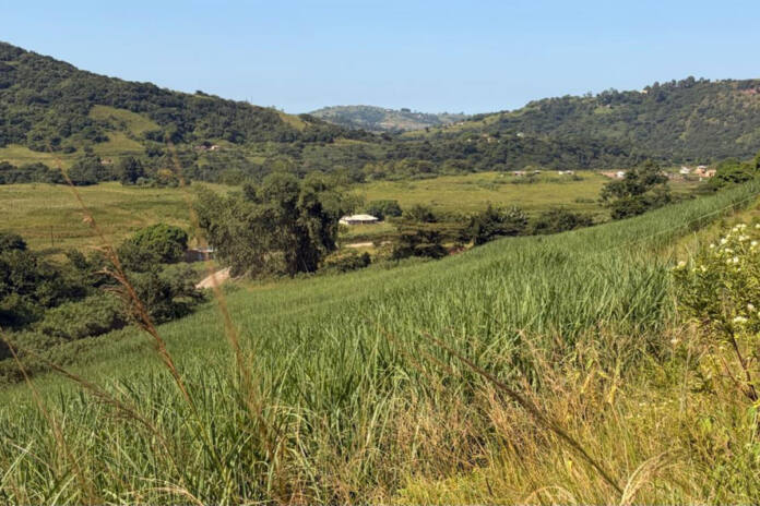 Tongaat Hulett funding deal brings some relief to sugar industry