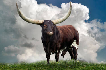 How a photographer fell in love with Ankole cattle