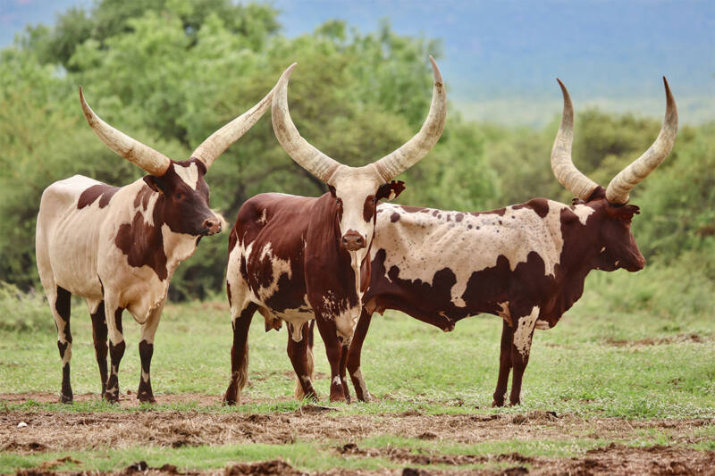 Living art on the veld: Ankole cattle are thriving at Goats Window