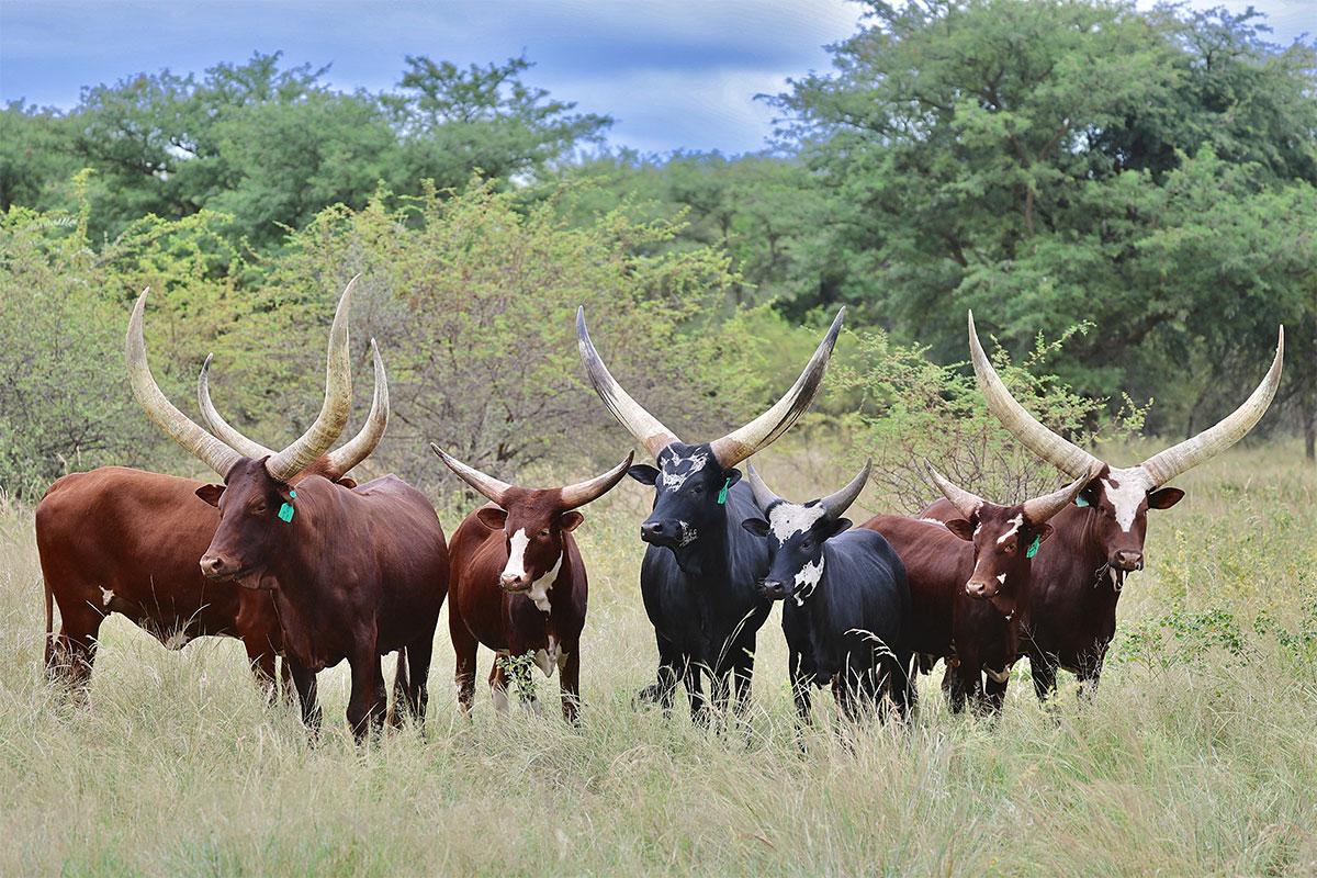 Buffalo Creek Ankole thriving as a natural herd