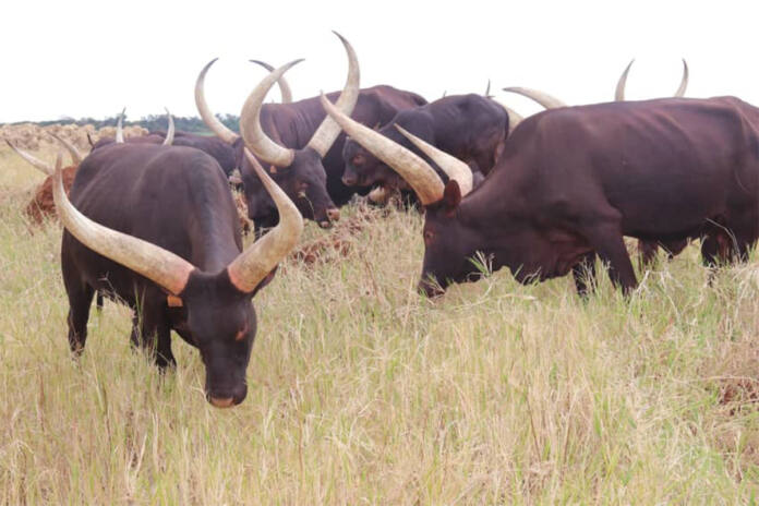 Adapting Ankole cattle to Zimbabwe’s harsh conditions