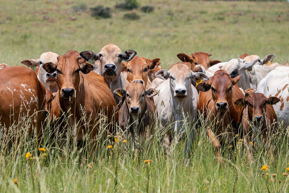 Boran cattle reshape thinking on profitable beef production