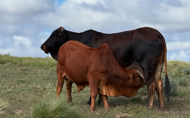 Boran cattle reshape thinking on profitable beef production