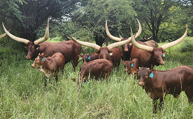 Crossbreeding with Ankole: the hardy advantage
