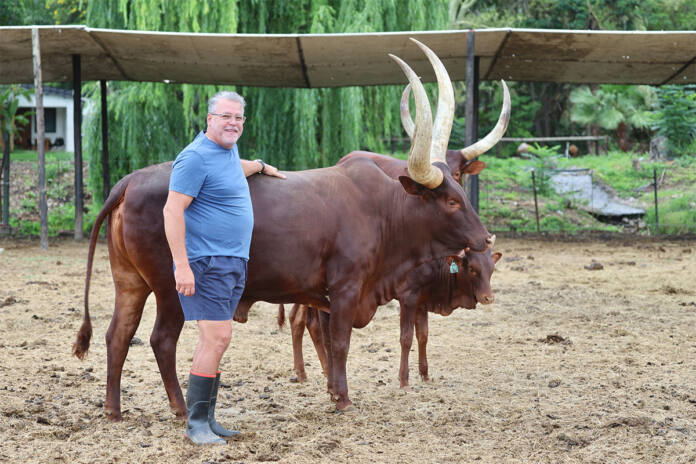 Horns, heritage, and hardiness: Ankole cattle are turning heads in Limpopo