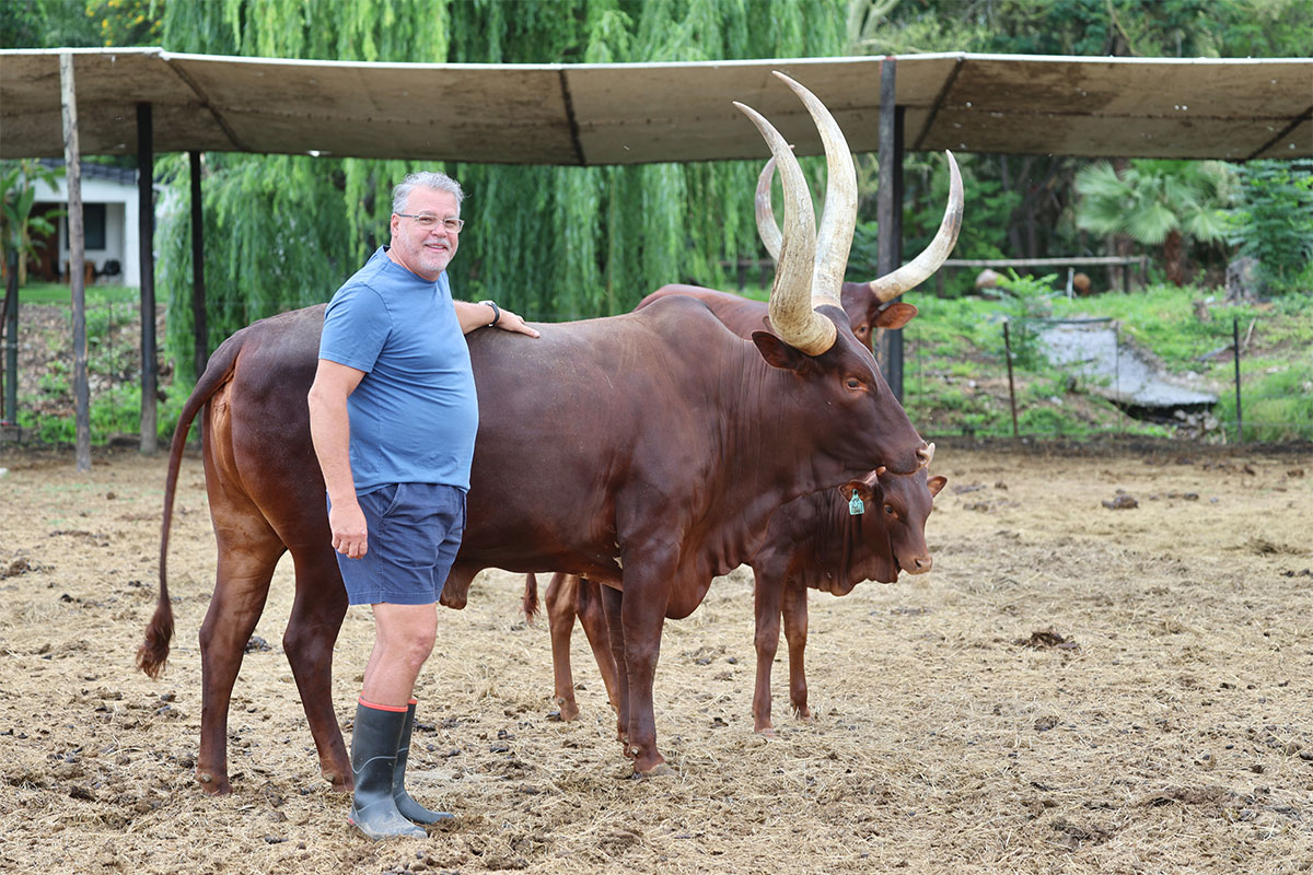 Horns, heritage, and hardiness: Ankole cattle are turning heads in Limpopo
