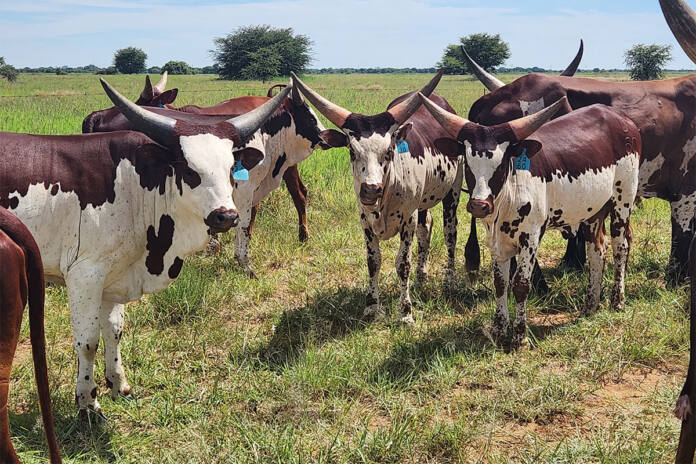 Crossbreeding with Ankole: the hardy advantage
