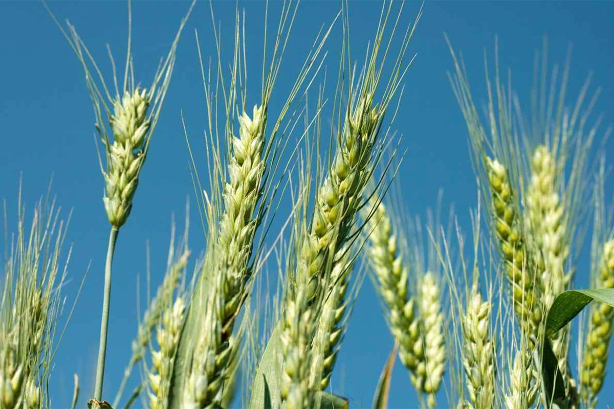 Wheat farmers under pressure as tariff delays deepen uncertainty