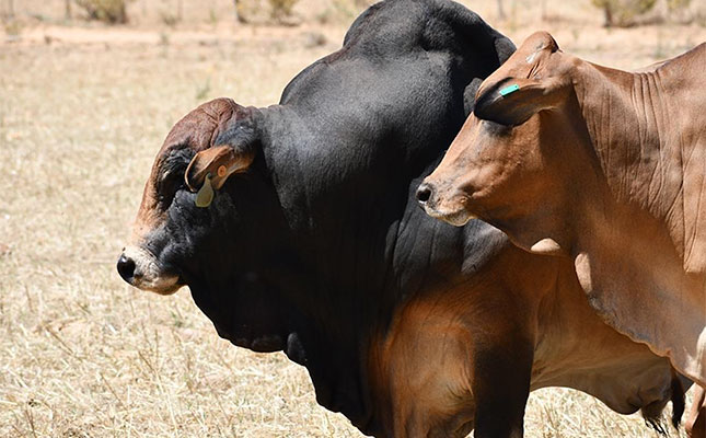 Boran cattle reshape thinking on profitable beef production