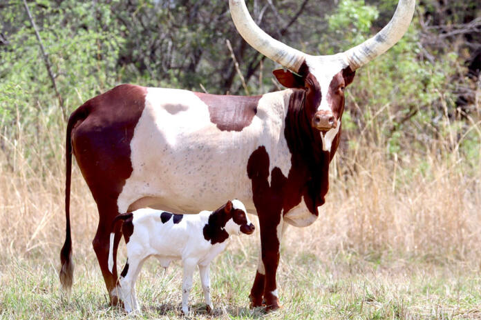 Ankole cattle carve out a high-value niche in South Africa
