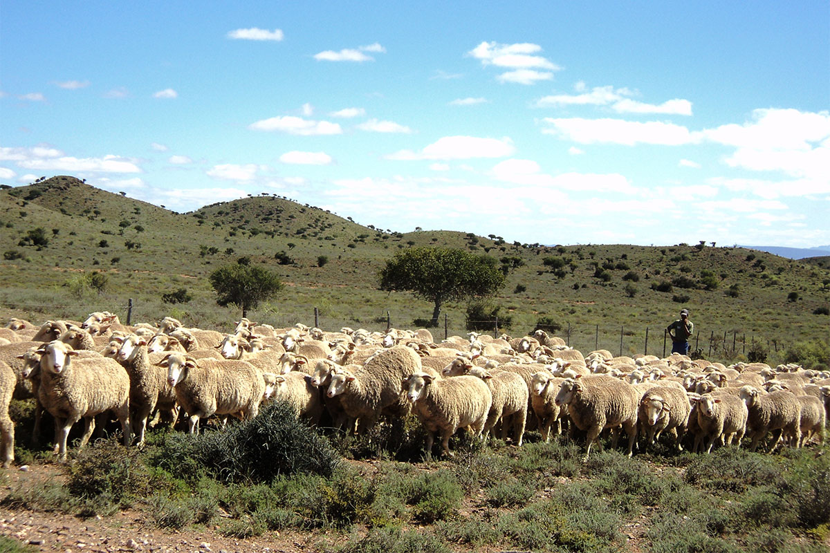 Wool shortages keep market ticking