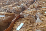 Low prices, oversupply weigh on Zimbabwe’s 2026 tobacco season